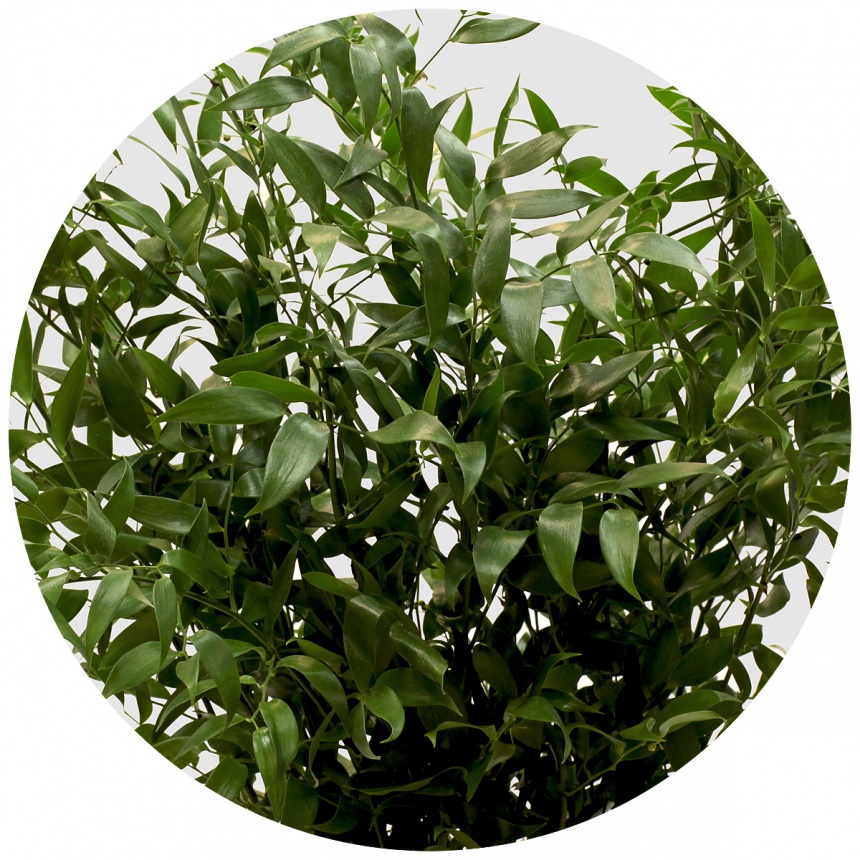 Рускус (Ruscus)