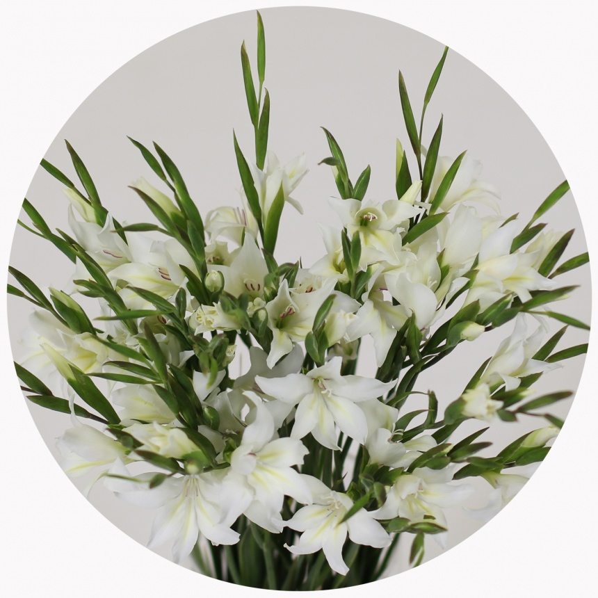 Гладиолус Колвиля Альбус (Gladiolus Colvillei Albus)