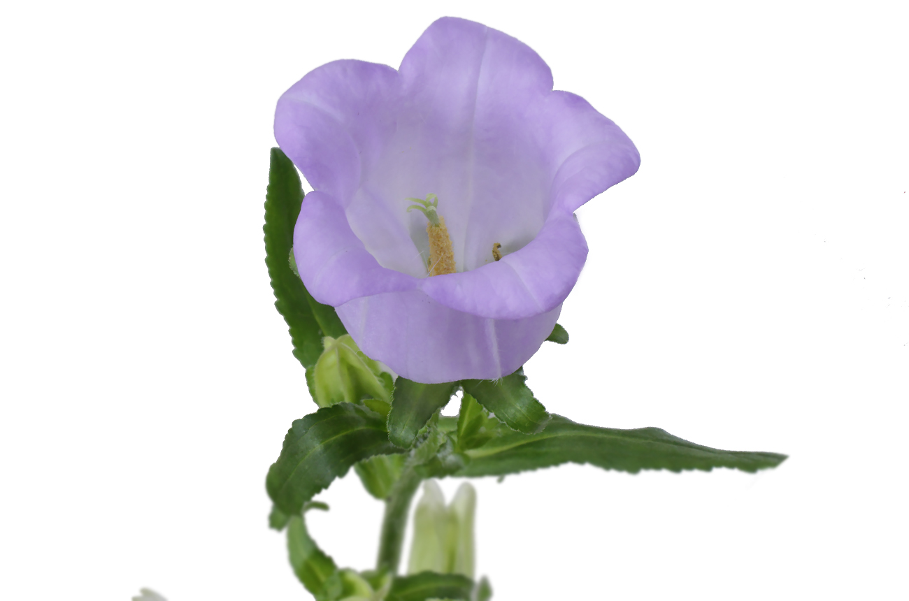 Кампанула голубая