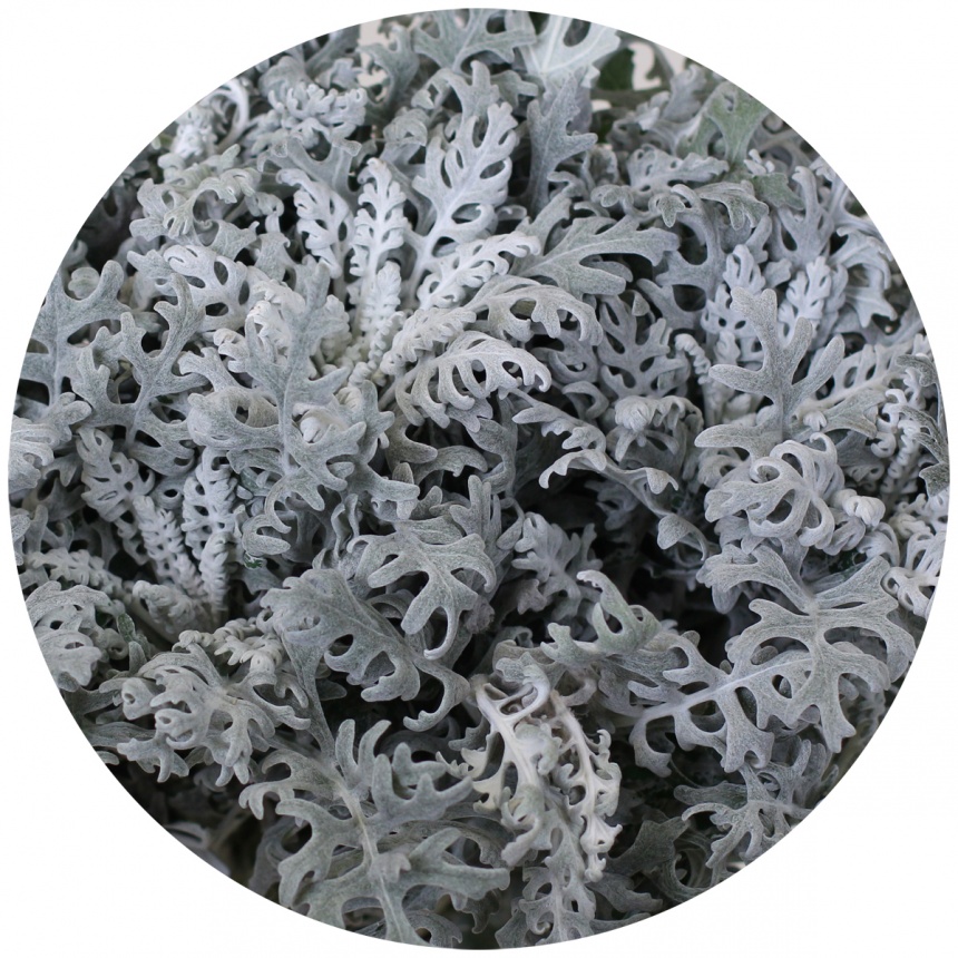 Сенецио Маритима (Senecio maritima)