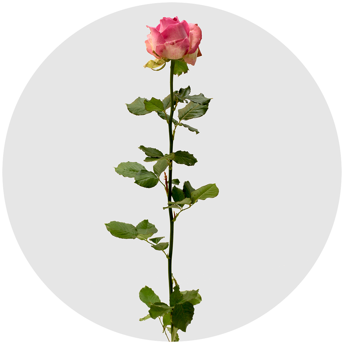 Роза Аваланж Кэнди (Avalanche Candy)