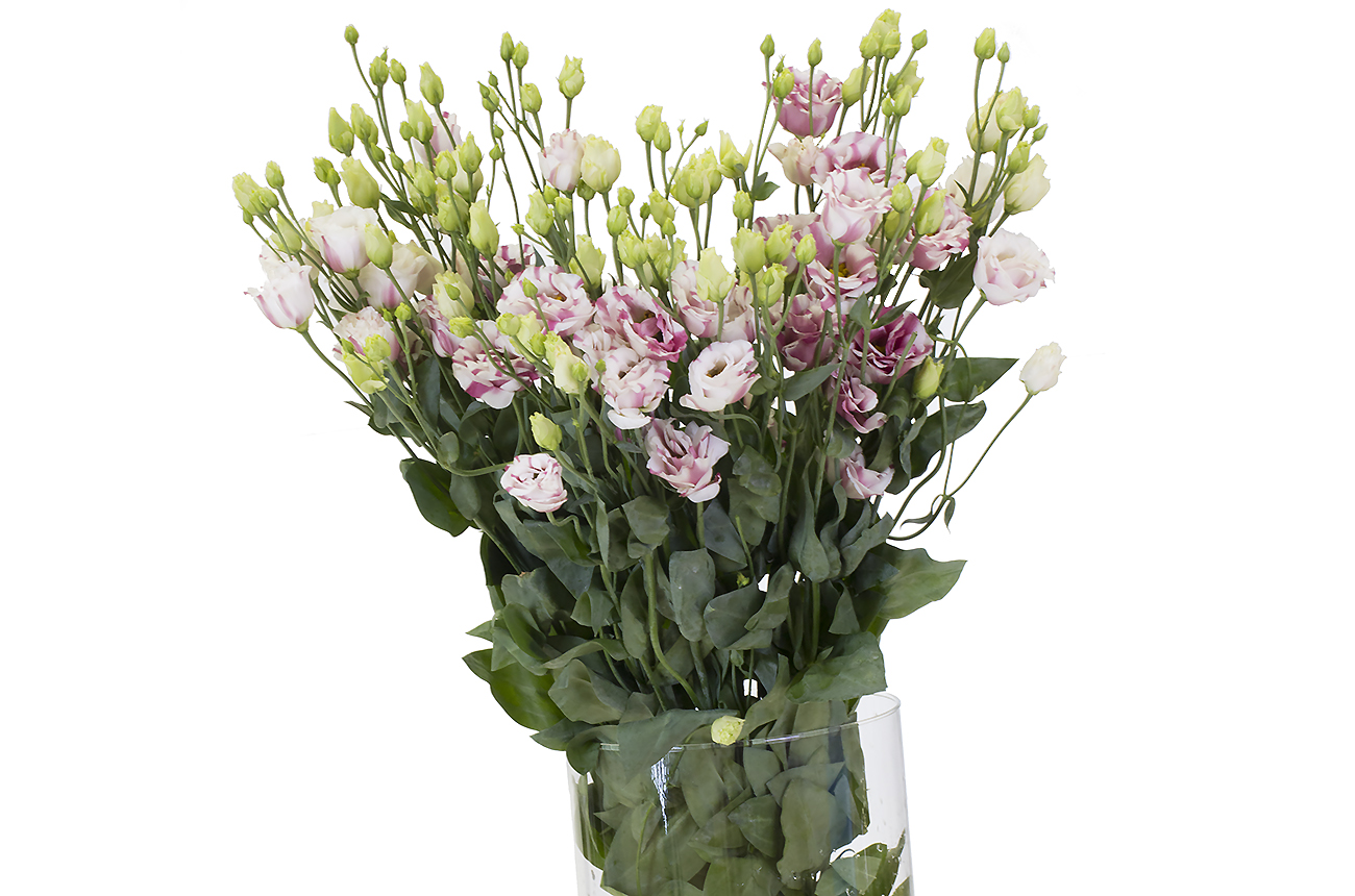 Лизиантус бело-розовый махровый (white/pink dbl)
