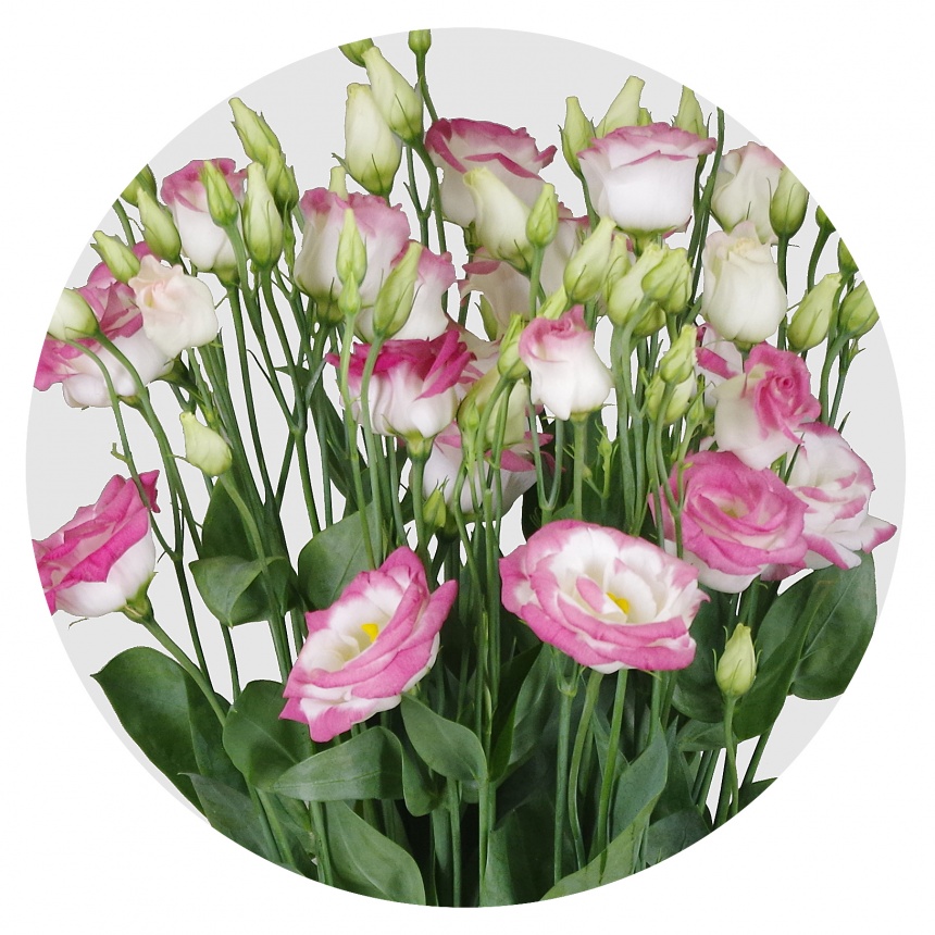 Лизиантус бело-розовый махровый (white/pink dbl)
