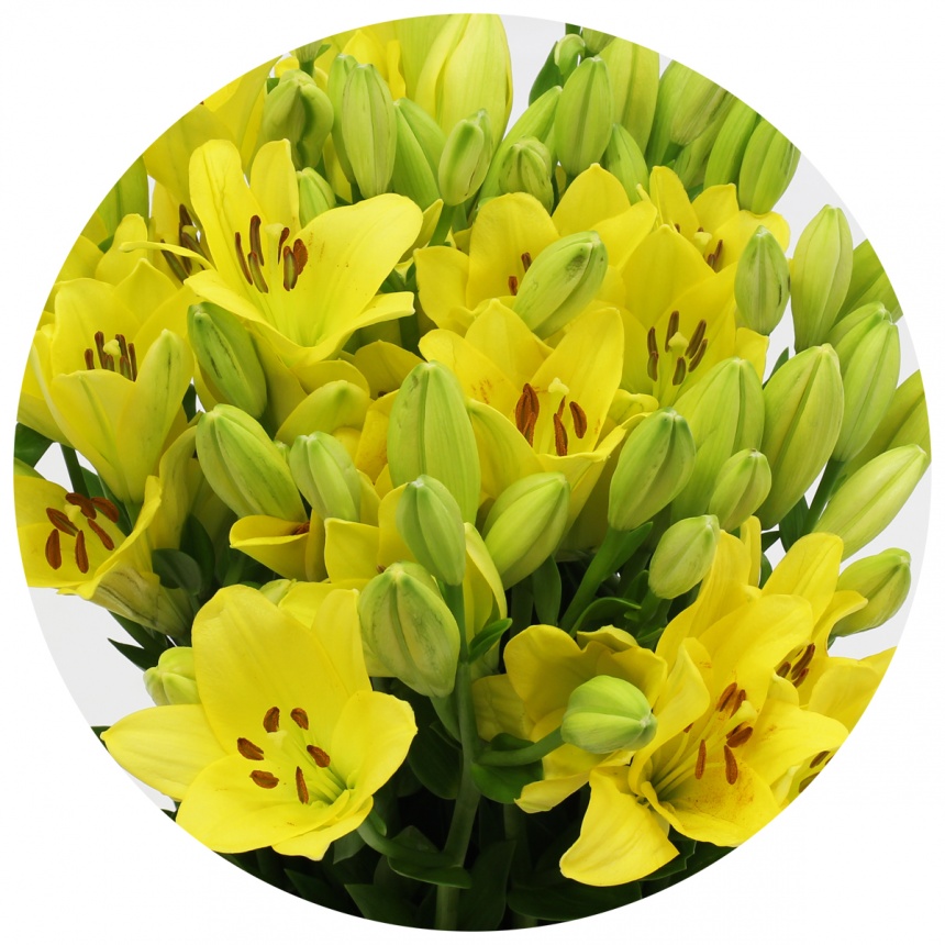 Лилия азиатская желтая Еллоу Даймонд (Yellow Diamond)