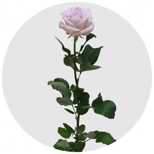 Роза Баунти вэй (Bounty Way)