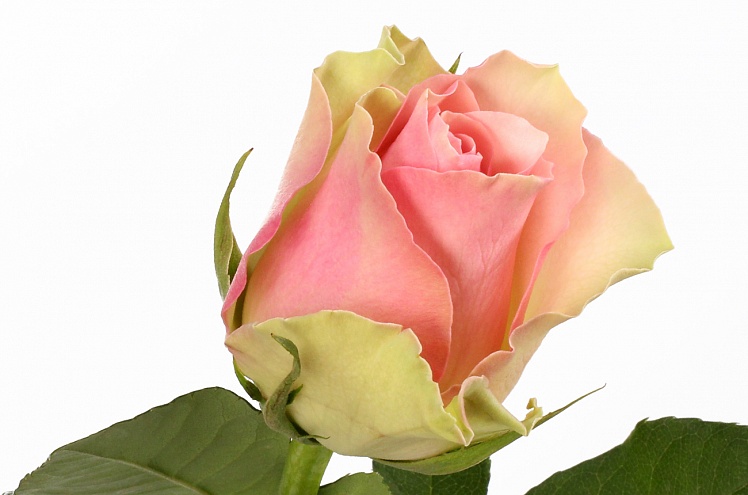 Роза Белла Роса (Bella Rosa)