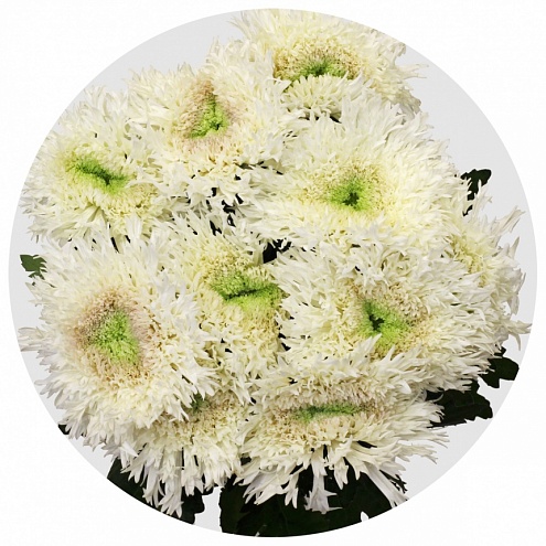 Хризантема одноголовая Этруско белая (Etrusko White)