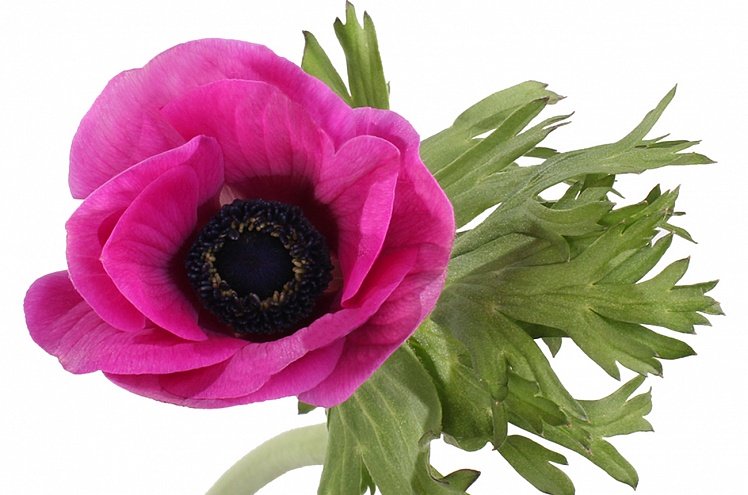 Анемон лиловый