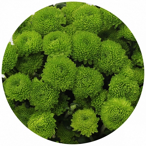 Хризантема кустовая Код Грин (Code Green)