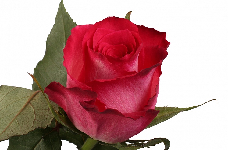 Роза Николетта (Nicoletta)